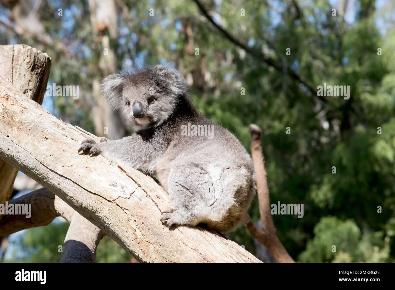 the koala are usually grey-brown in colour with white fur on the chest ...