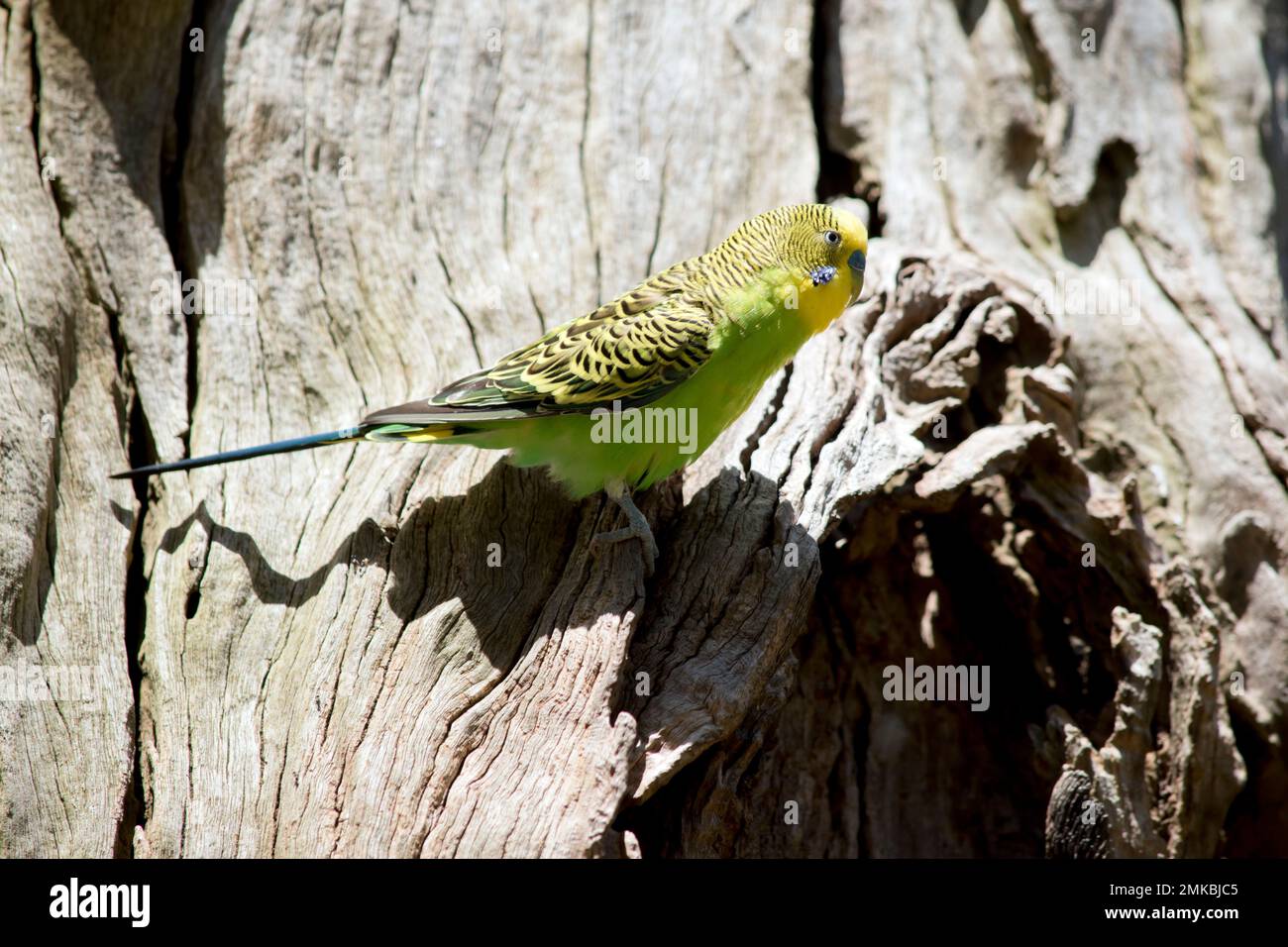 the parakeet has a green body and yellow head, its wings are black and ...