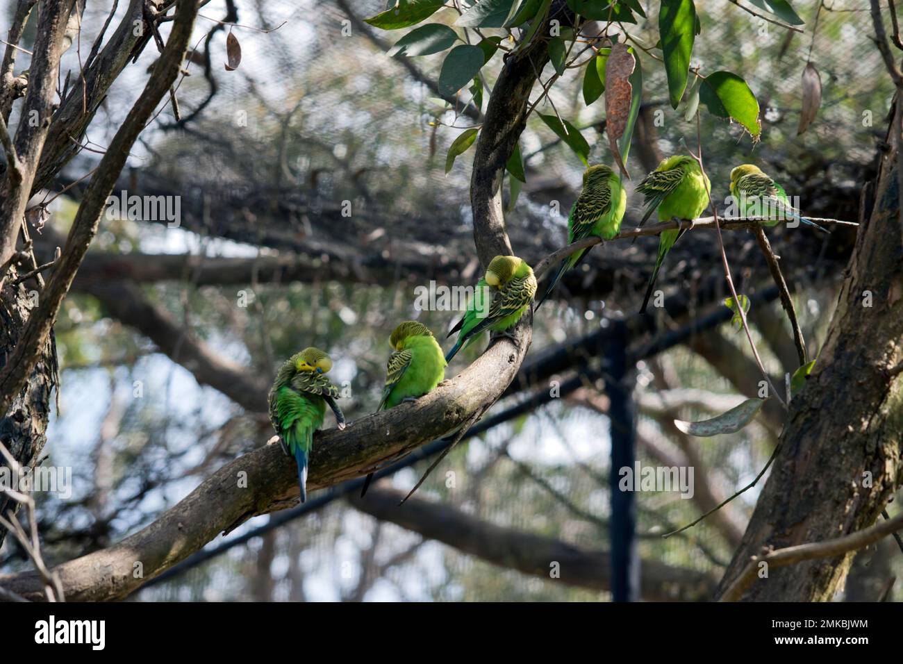Budgie company hi-res stock photography and images - Alamy