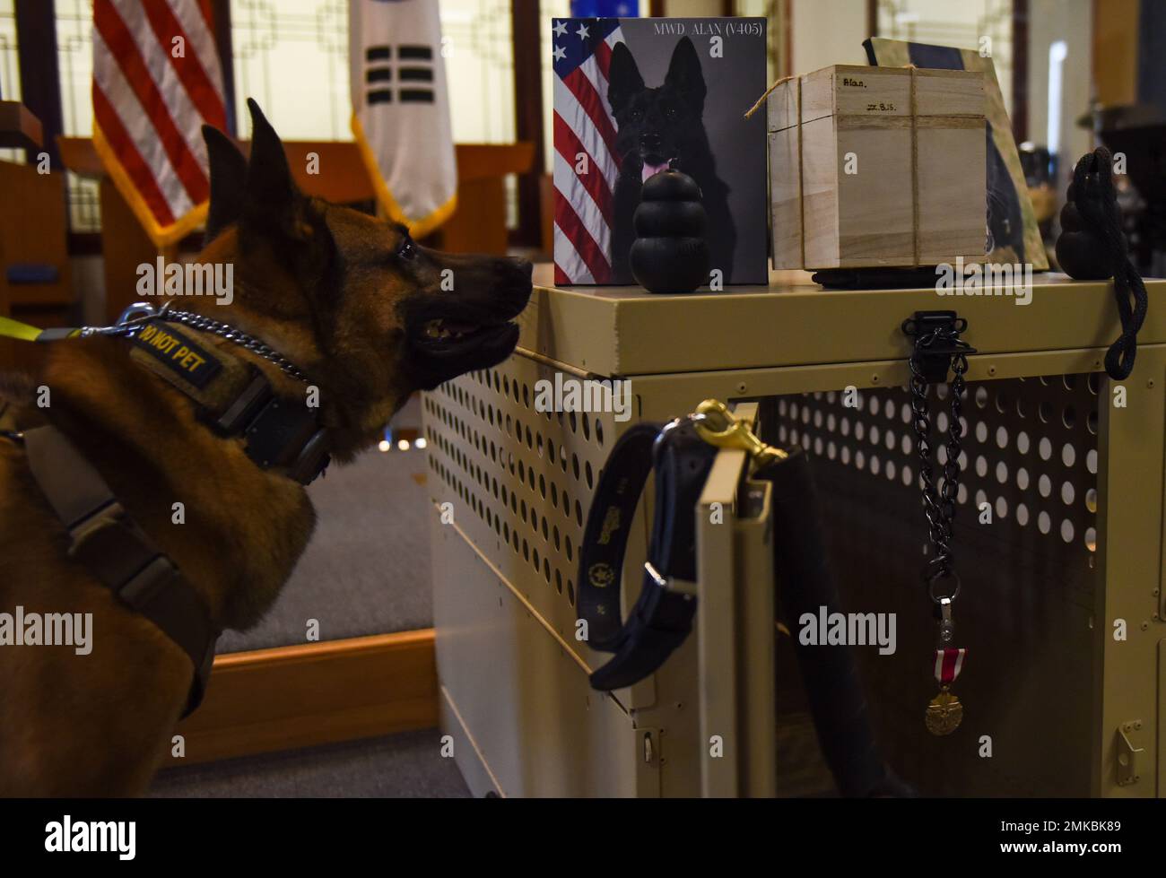 Narcotics detection dog hi-res stock photography and images - Alamy