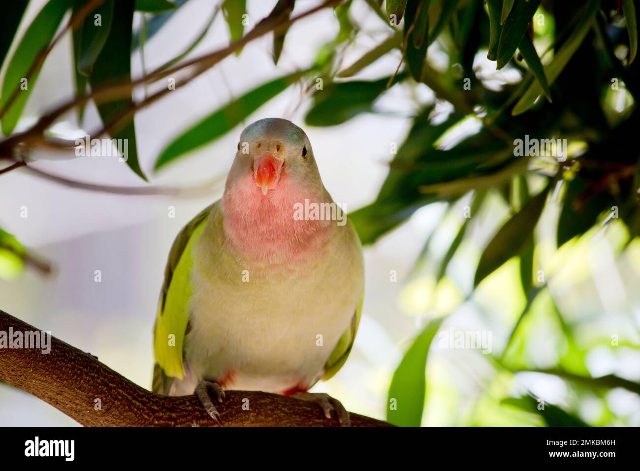 Blue Princess Parrot