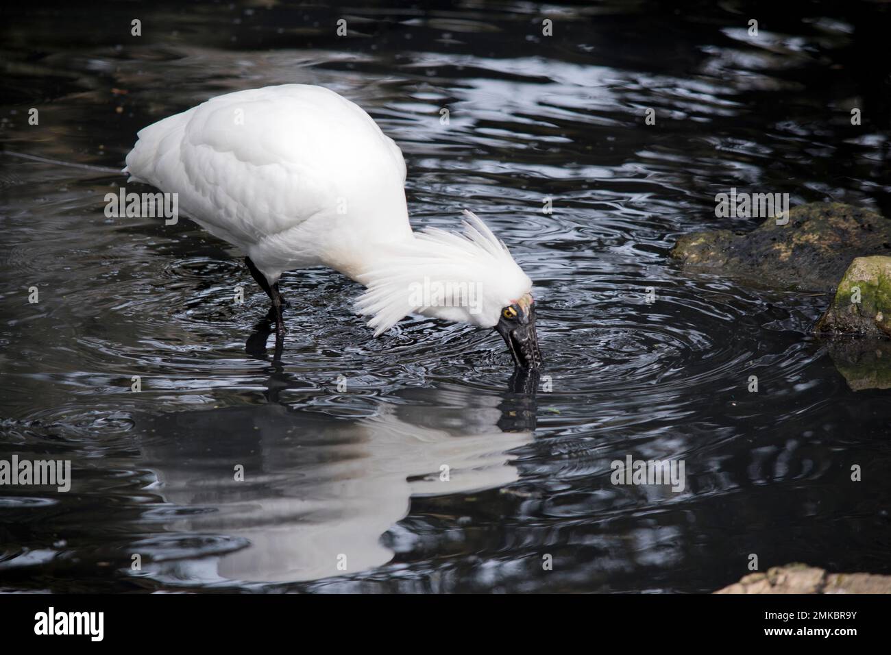 the royal spoonbill is a large white water bird with a black bill that ...