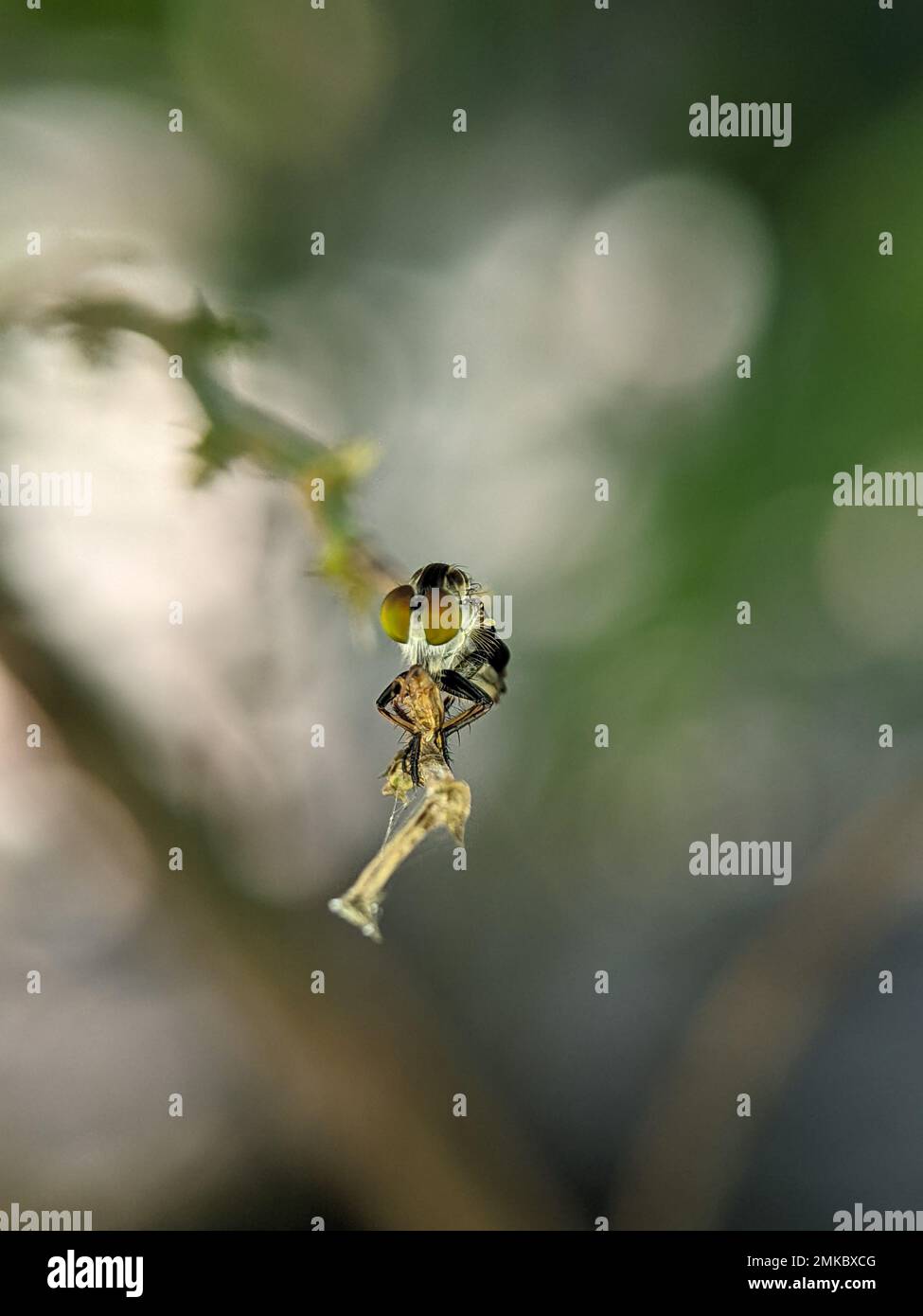 Robberfly with kill. The Asilidae are the robber fly family, also ...