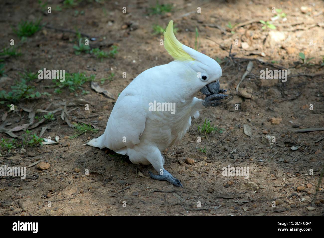 the sulphur crested cocakotoo is all white with a yellow crest and a ...