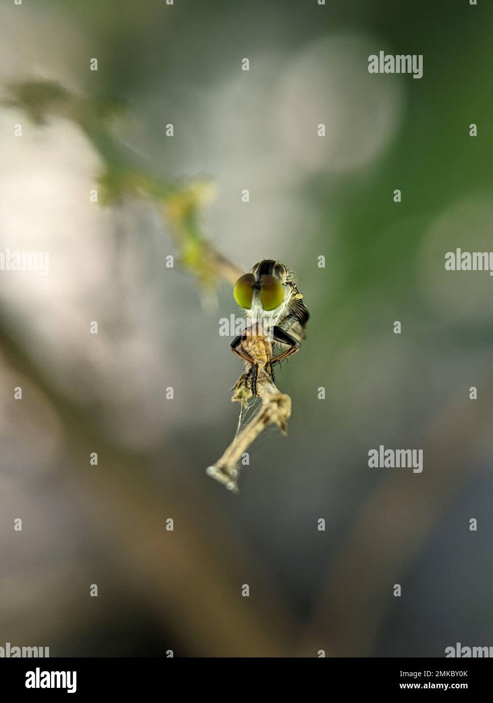 Robberfly with kill. The Asilidae are the robber fly family, also ...
