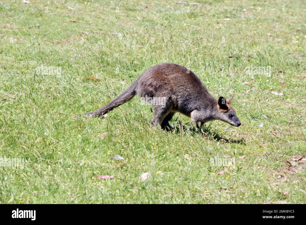 the swamp wallaby is a medium size wallaby with a grey and tan body a ...