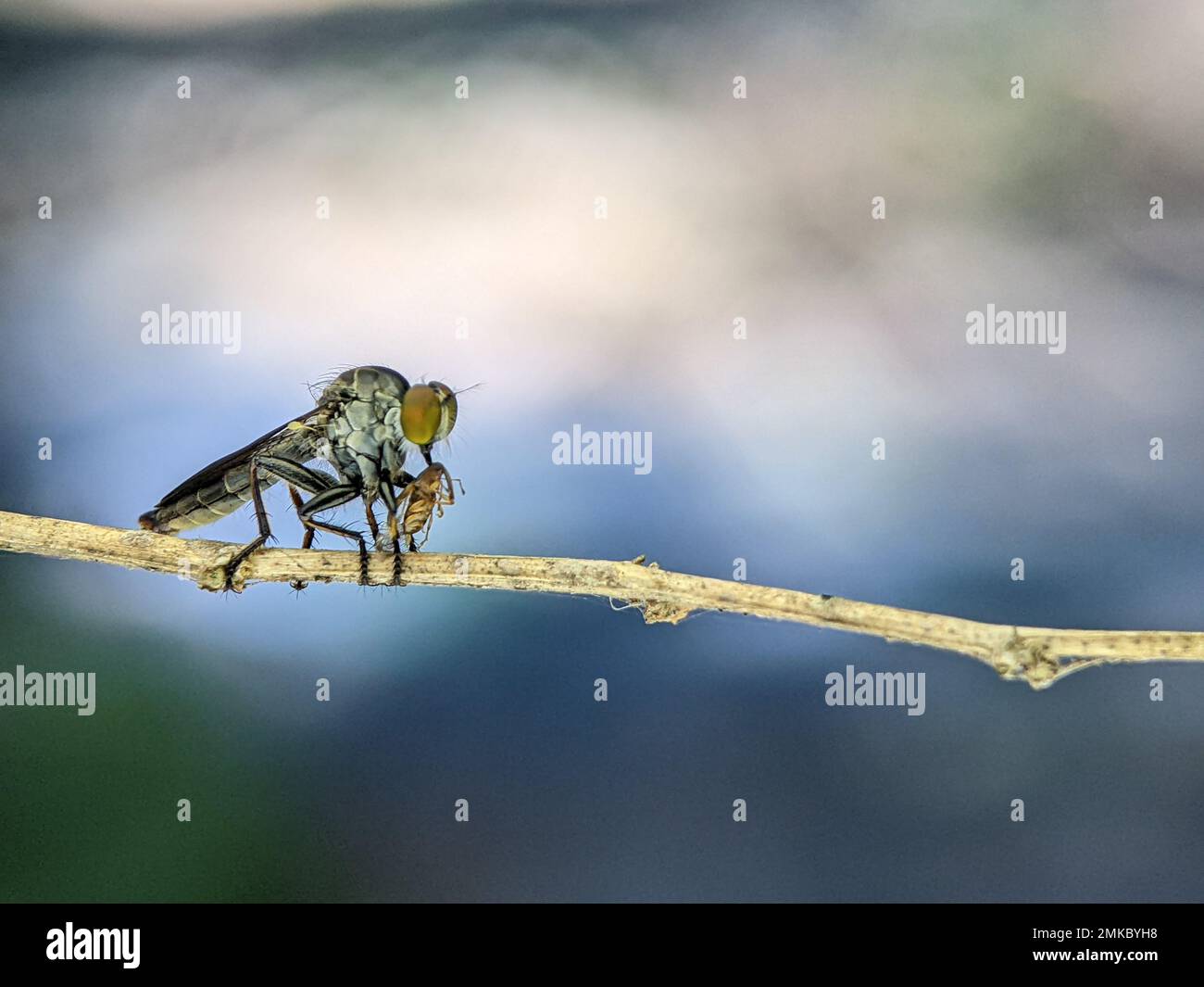 Robberfly with kill. The Asilidae are the robber fly family, also ...
