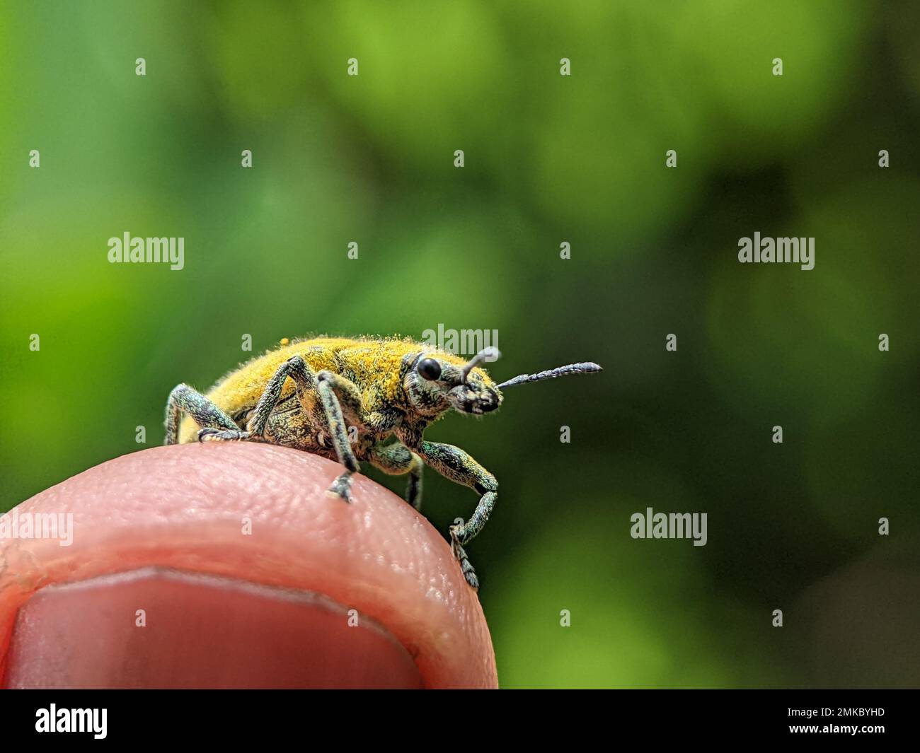 Yellow Weevil on a someone finger. Weevil, a tiny beetle that does ...