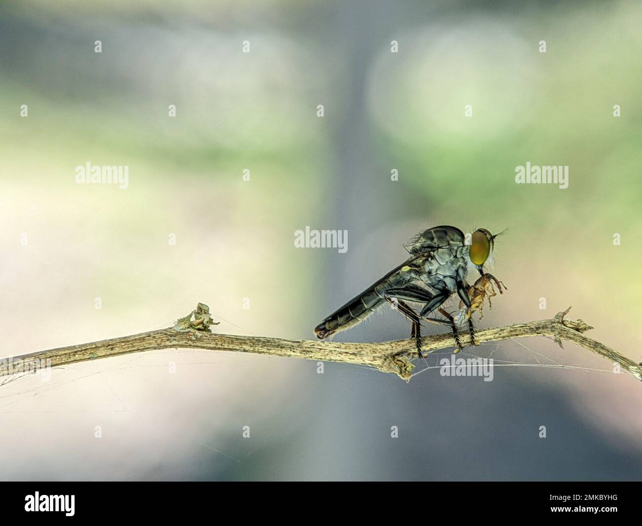 Robberfly with kill. The Asilidae are the robber fly family, also ...