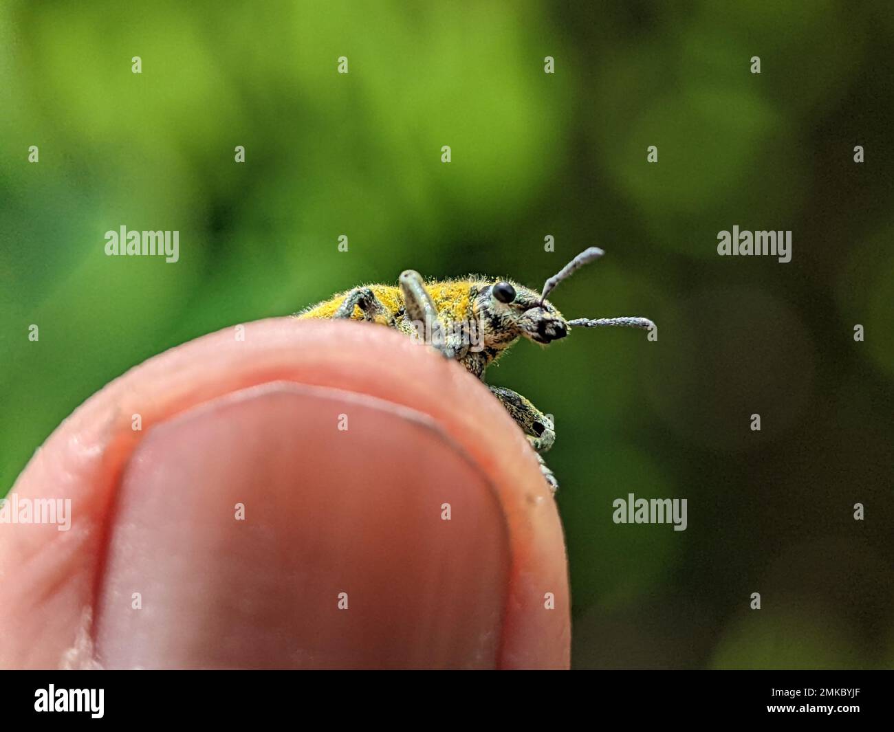 Yellow Weevil on a someone finger. Weevil, a tiny beetle that does ...