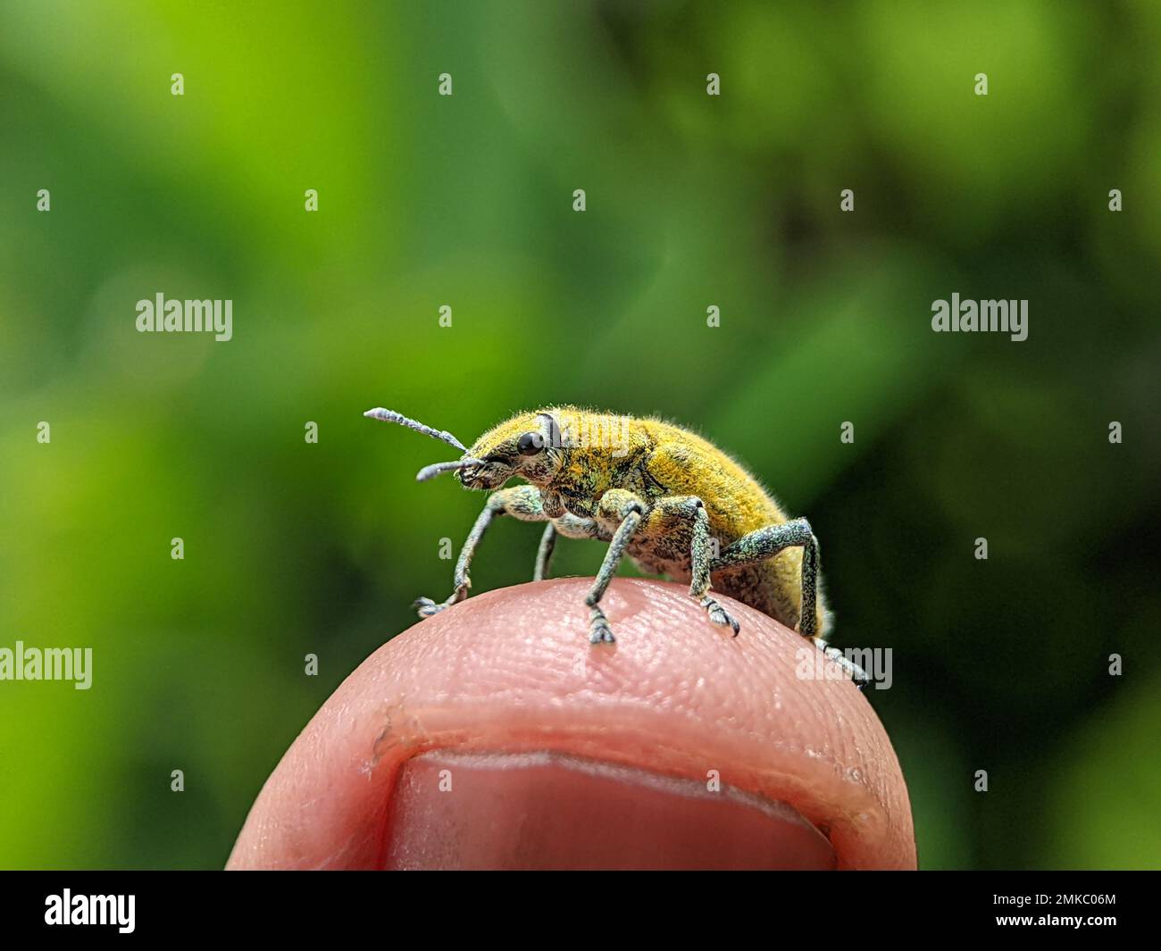 Yellow Weevil on a someone finger. Weevil, a tiny beetle that does ...