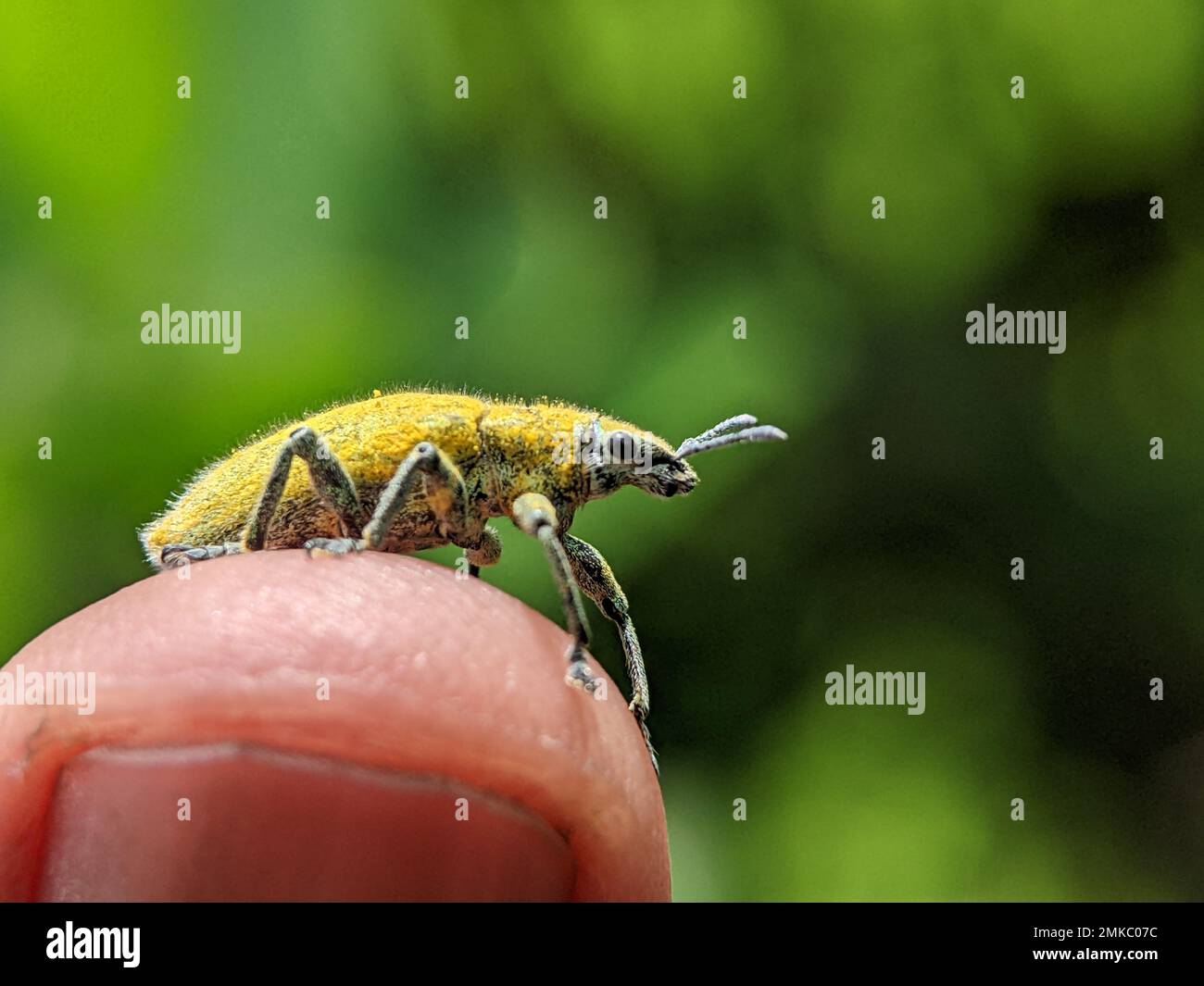 Yellow Weevil on a someone finger. Weevil, a tiny beetle that does ...