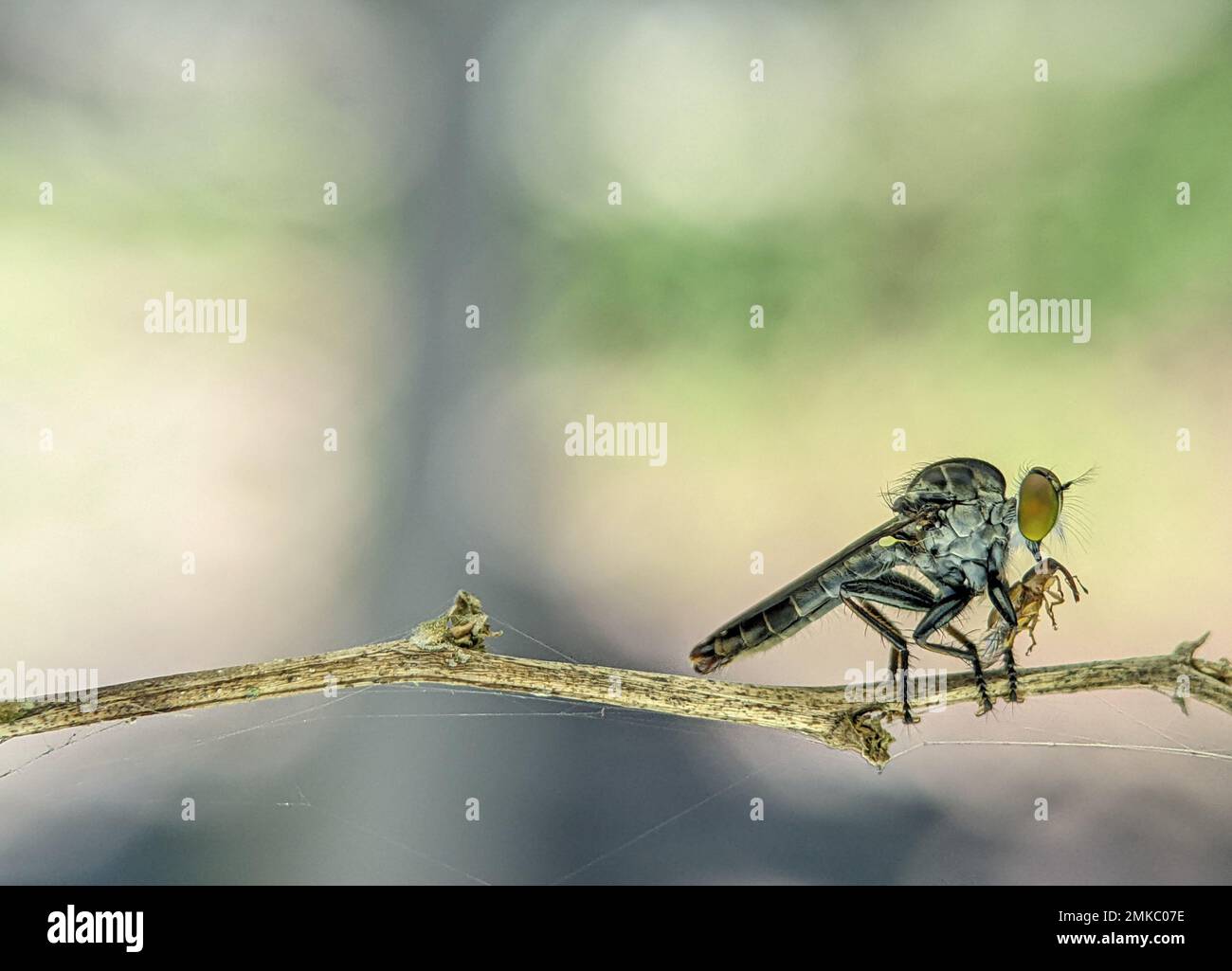 Robberfly with kill. The Asilidae are the robber fly family, also ...
