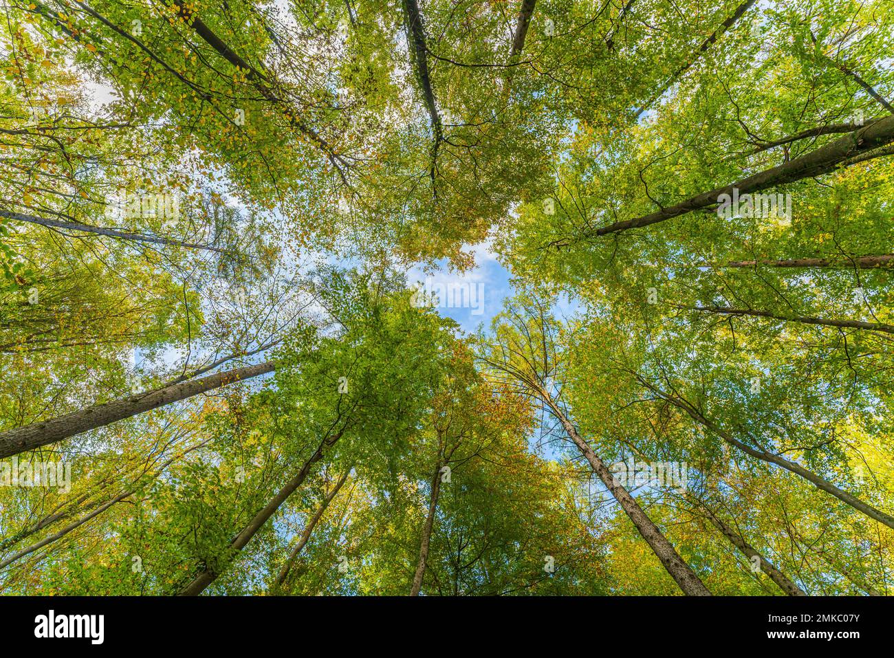 a great view up into the trees direction sky Stock Photo - Alamy