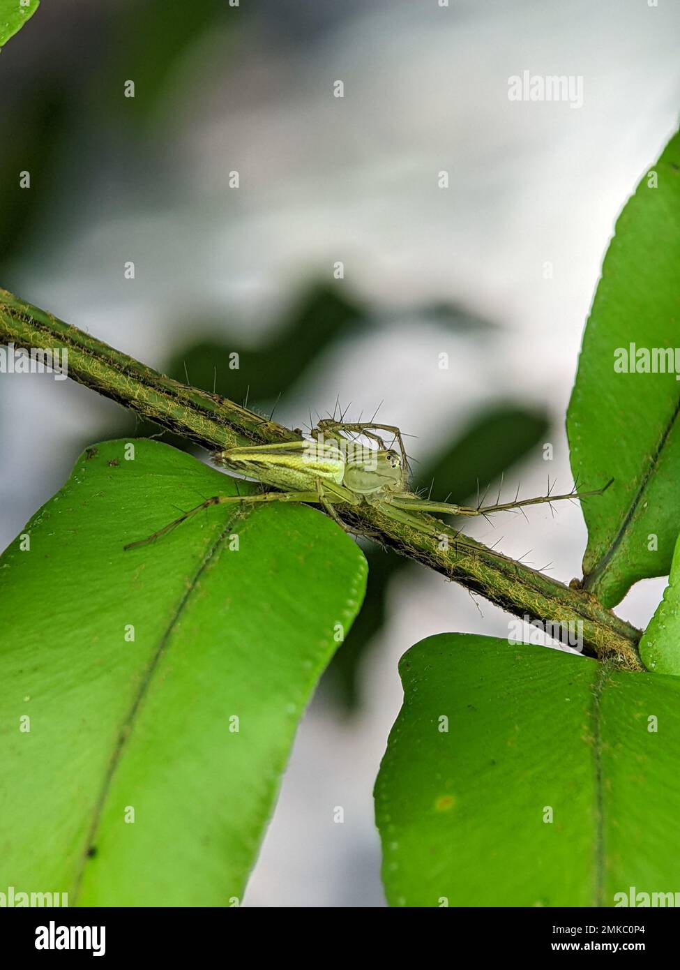 Oxyopes salticus is a species of lynx spider, commonly known as the ...