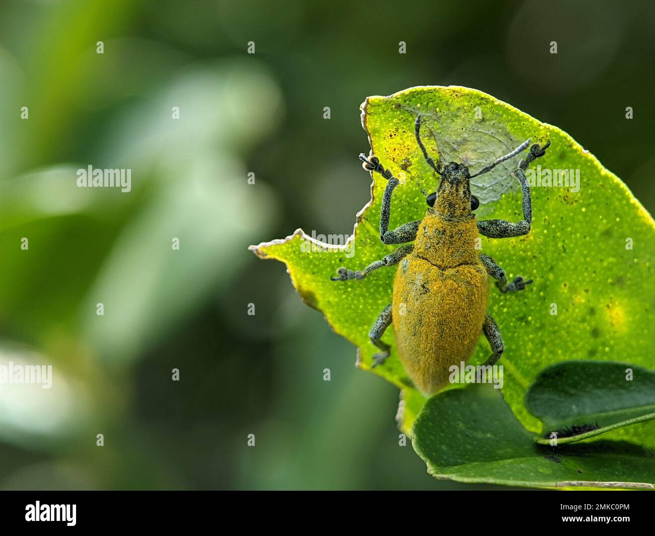Yellow weevil on a green leaf. Weevil, a tiny beetle that does enormous ...