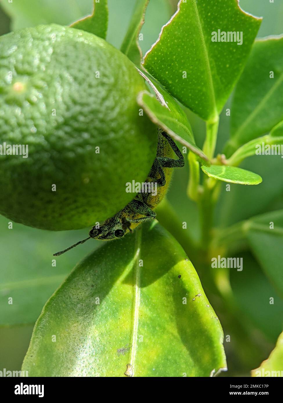 Yellow weevil hide behind green fruit. Weevil, a tiny beetle that does ...