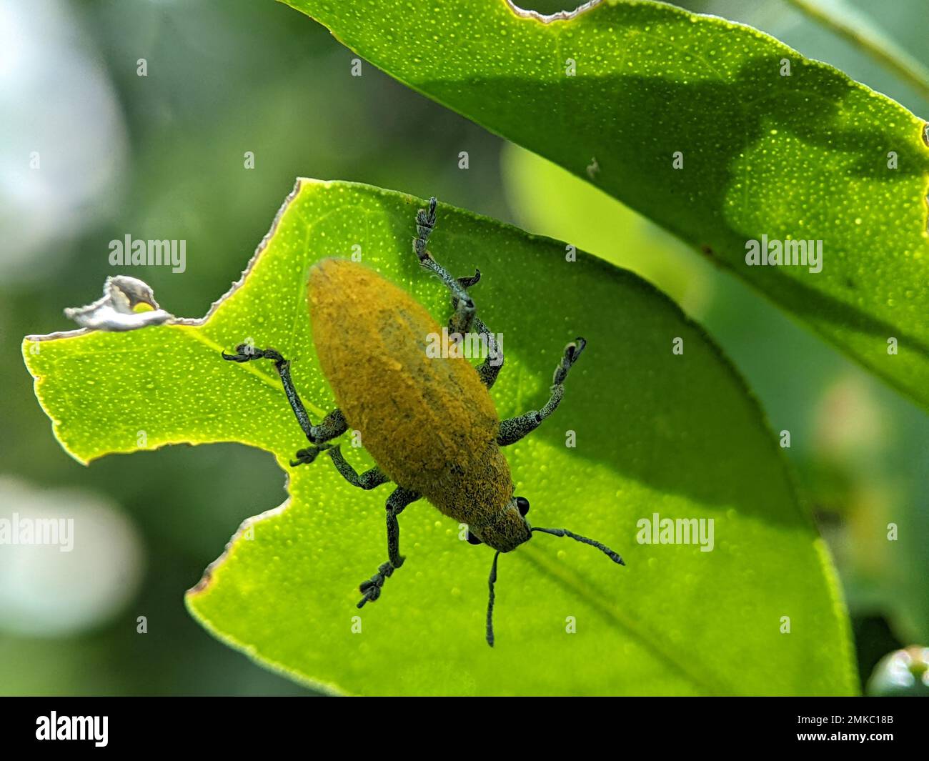 Lixus iridis hi-res stock photography and images - Alamy