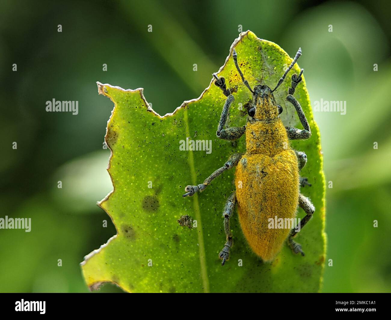 Yellow weevil on a green leaf. Weevil, a tiny beetle that does enormous ...