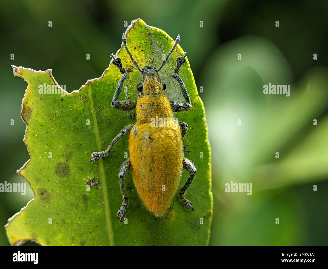 Yellow weevil on a green leaf. Weevil, a tiny beetle that does enormous ...