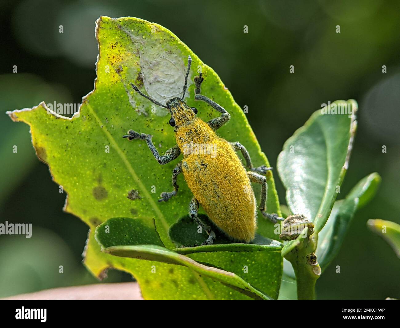 Yellow weevil on a green leaf. Weevil, a tiny beetle that does enormous ...