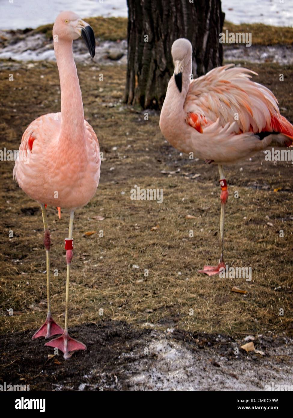 Long beak flamingo hi-res stock photography and images - Alamy