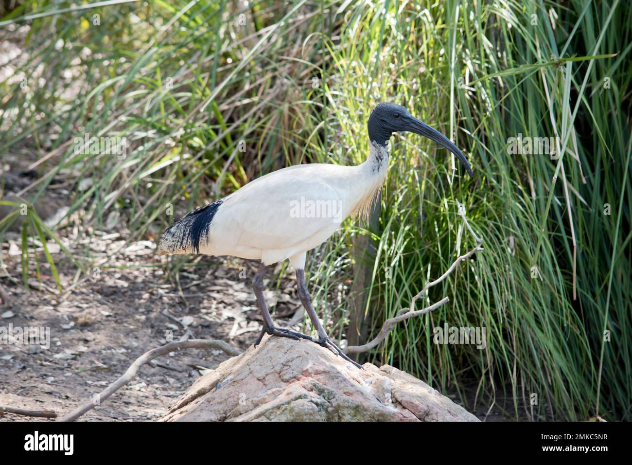 the white ibis has a white body and black legs and head Stock Photo - Alamy