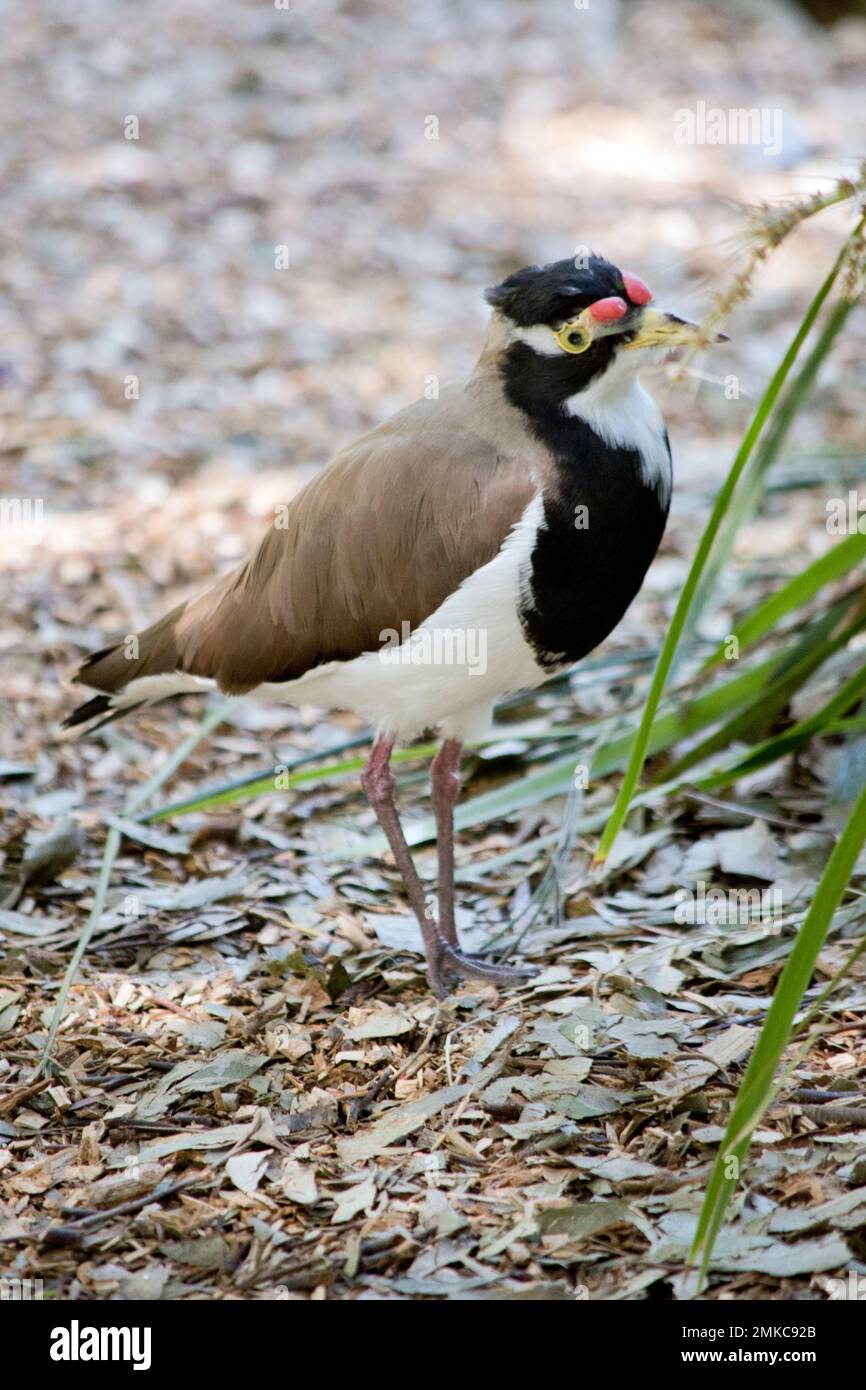 the banded lapwing has a red wattle yellow eyes and yellow beak. He has ...