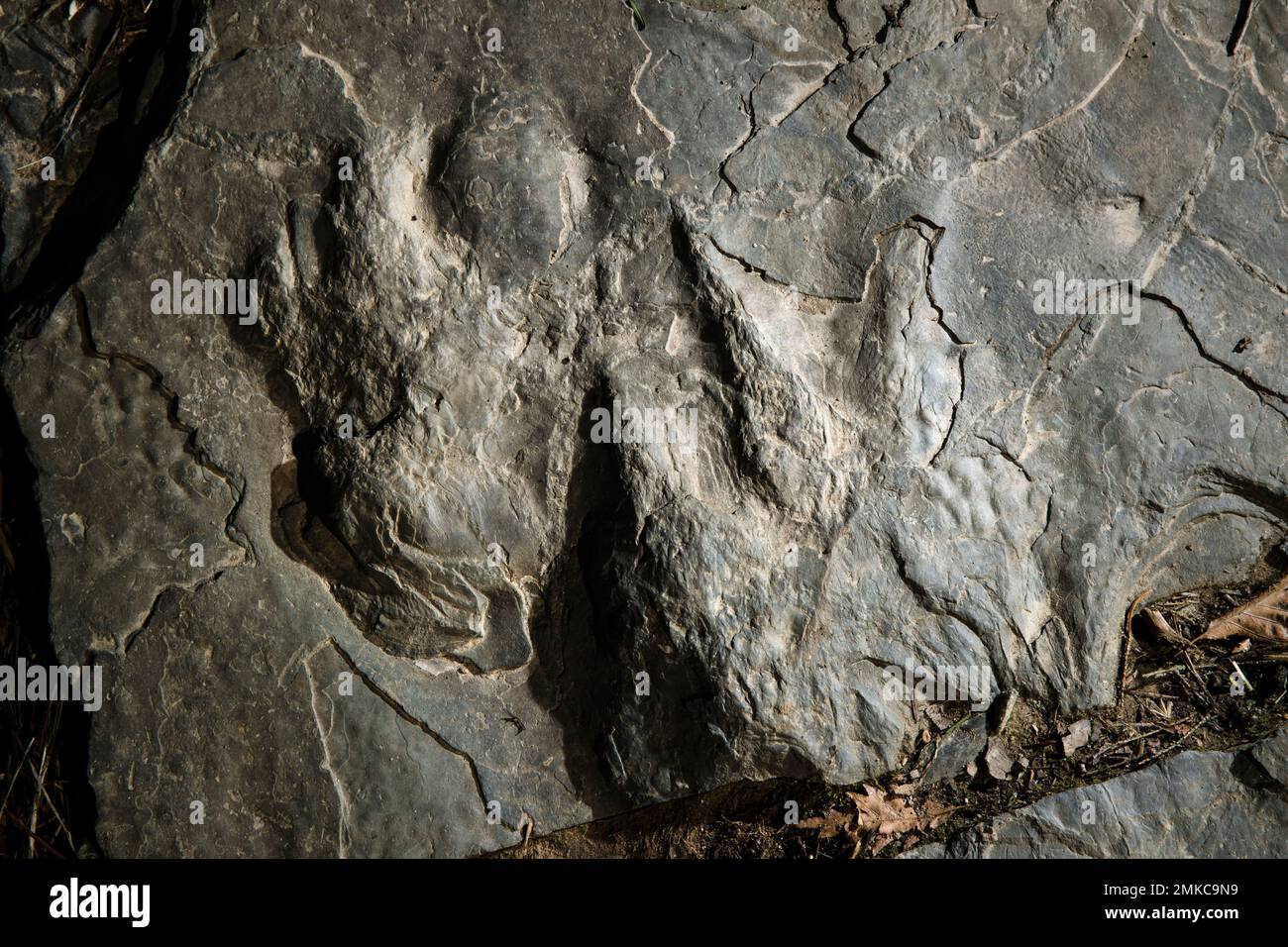 In this Feb. 28, 2019 photo, a fossilized dinosaur footprints are shown ...