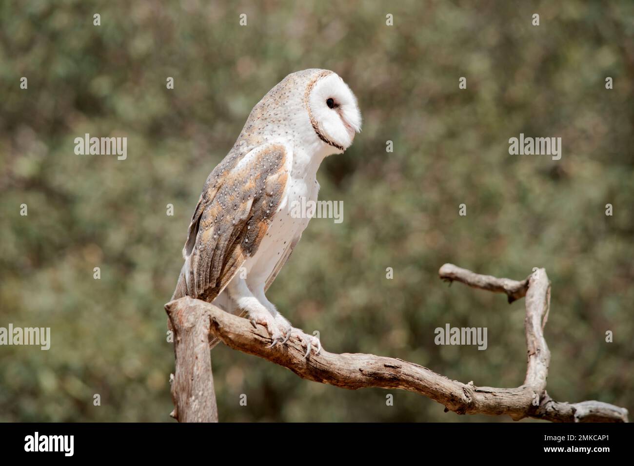 Barn owl resting hi-res stock photography and images - Alamy