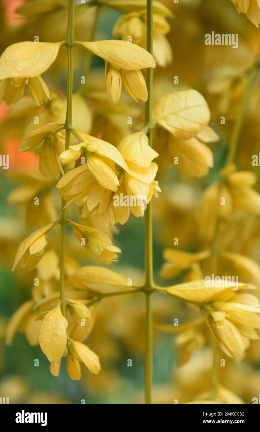 Yellow flowering vine up close and dangling down in a garden Stock ...