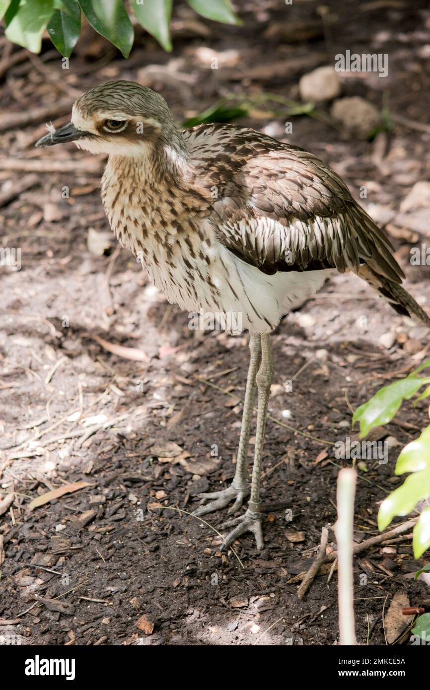 the bush stone curlew has a grey to light-brown back, marked with black ...