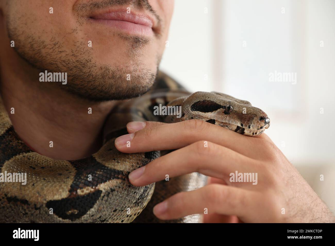 Man with his boa constrictor at home, closeup. Exotic pet Stock Photo ...