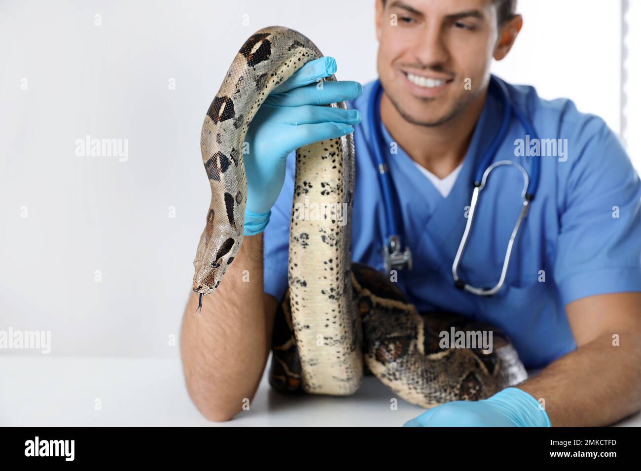 Male veterinarian examining boa constrictor in clinic, focus on hand ...