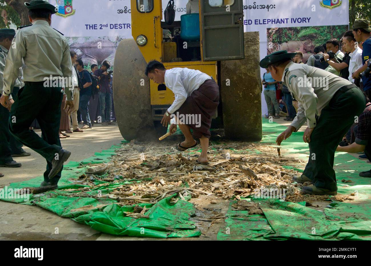 Officials use a steamroller to destroy parts of confiscated wildlife ...