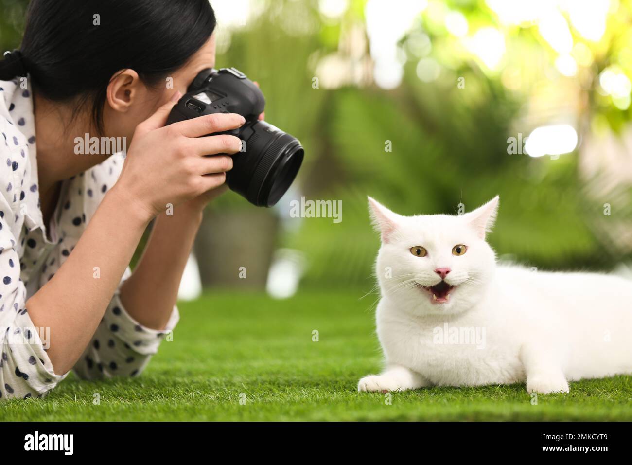 Professional animal photographer taking picture of beautiful white cat ...