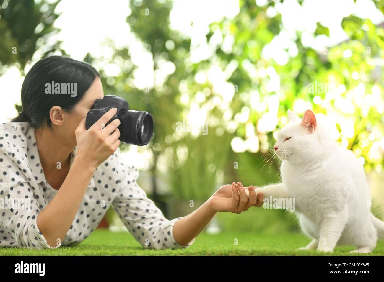 Professional animal photographer taking picture of beautiful white cat ...