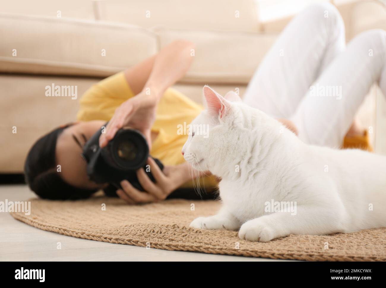 Professional animal photographer taking picture of beautiful white cat ...