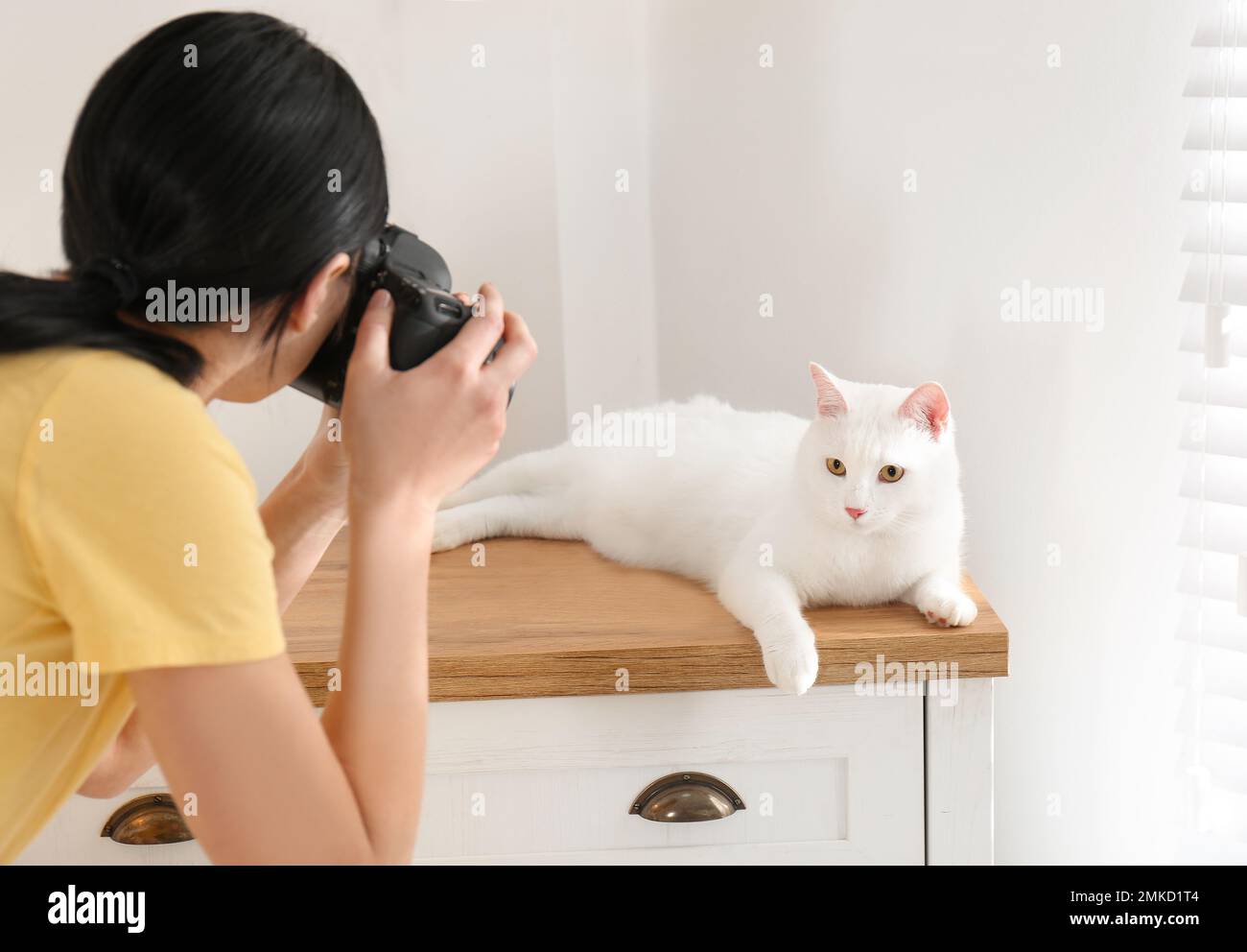 Professional animal photographer taking picture of beautiful white cat ...