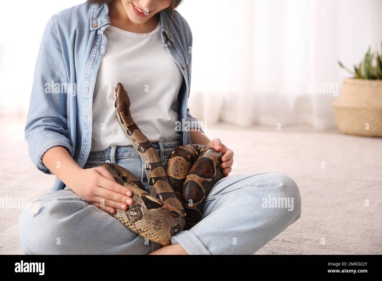 Woman with her boa constrictor at home, closeup. Exotic pet Stock Photo ...