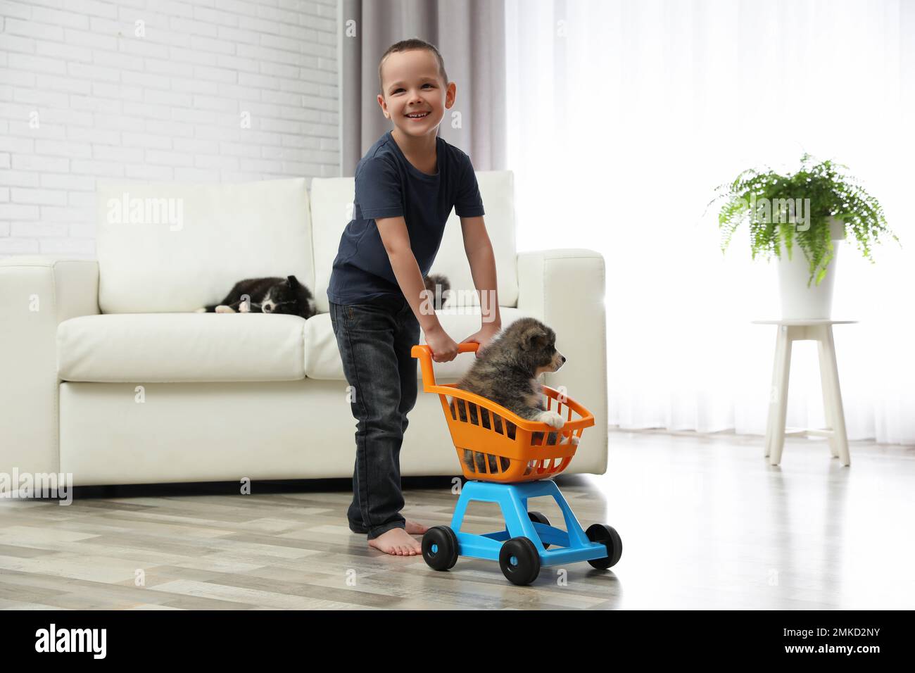 Little boy playing with Akita inu puppy at home. Friendly dog Stock ...