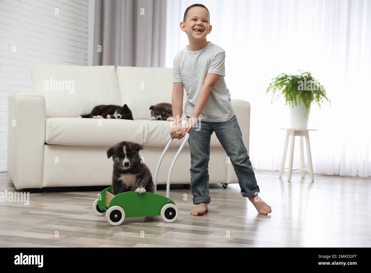 Little boy playing with Akita inu puppy at home. Friendly dog Stock ...