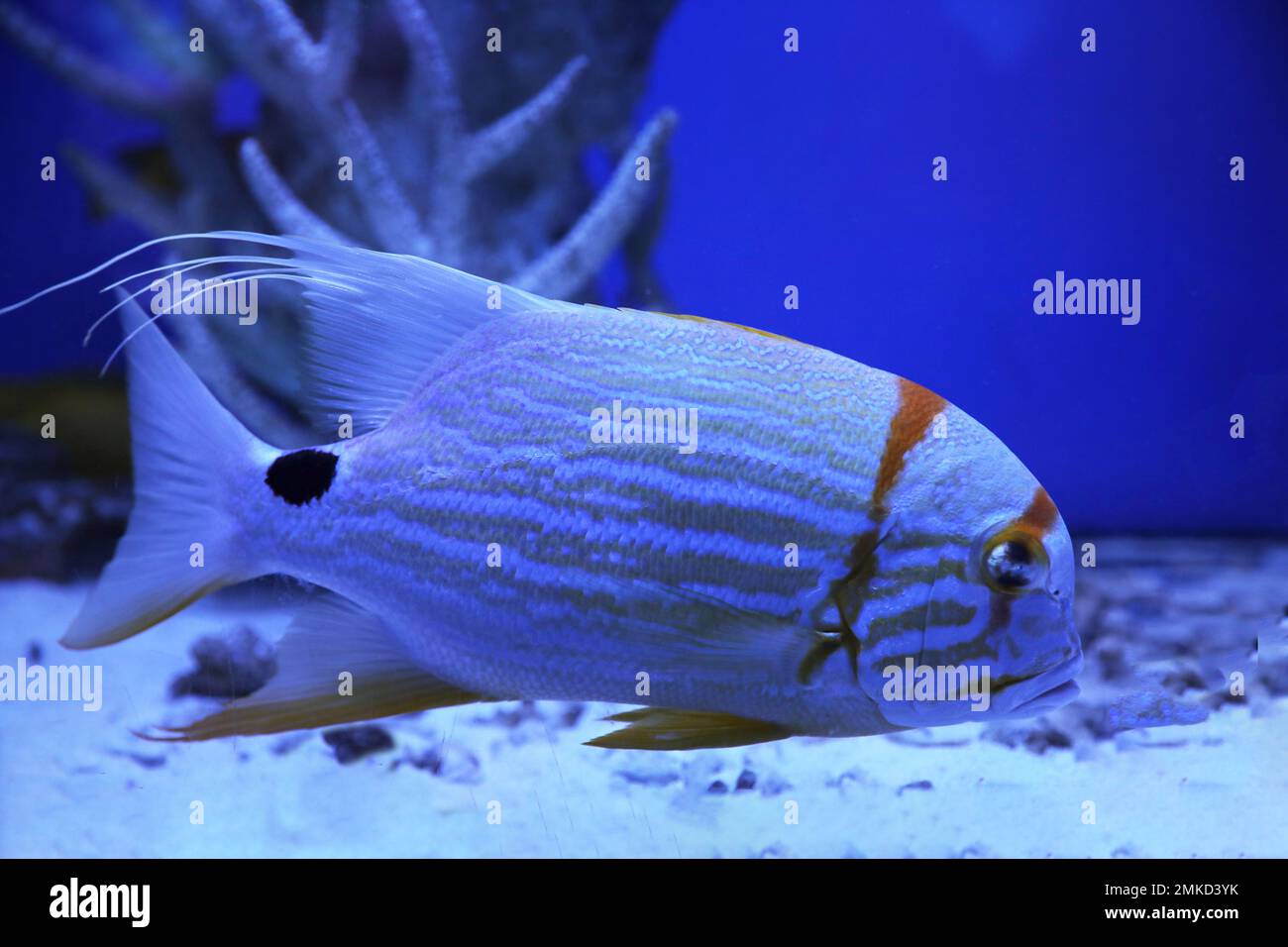 Beautiful angelfish swimming in clear toned blue aquarium Stock Photo ...