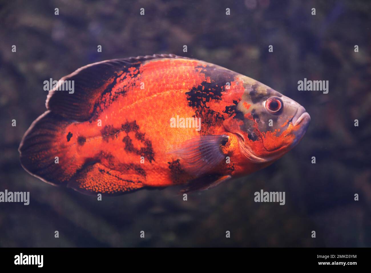 Bright oscar fish underwater hi-res stock photography and images - Alamy