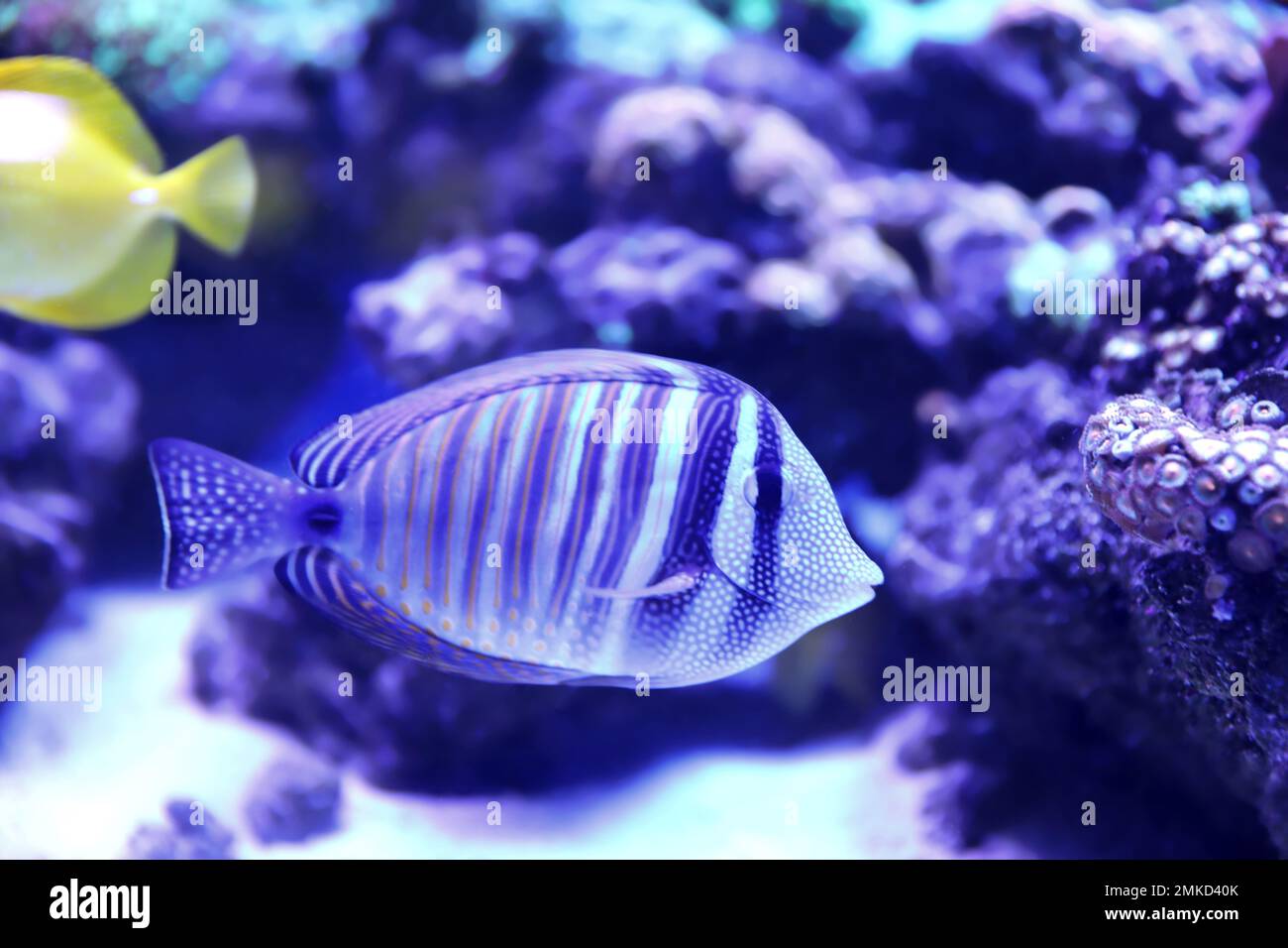 Beautiful butterfly fish in clear aquarium water Stock Photo - Alamy