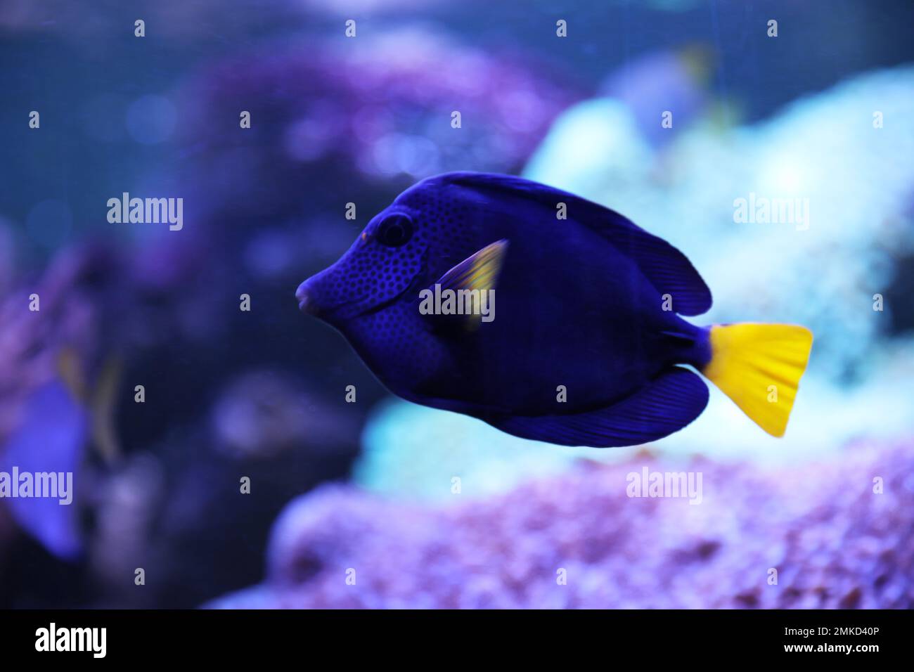 Beautiful blue surgeonfish swimming in clear aquarium Stock Photo - Alamy