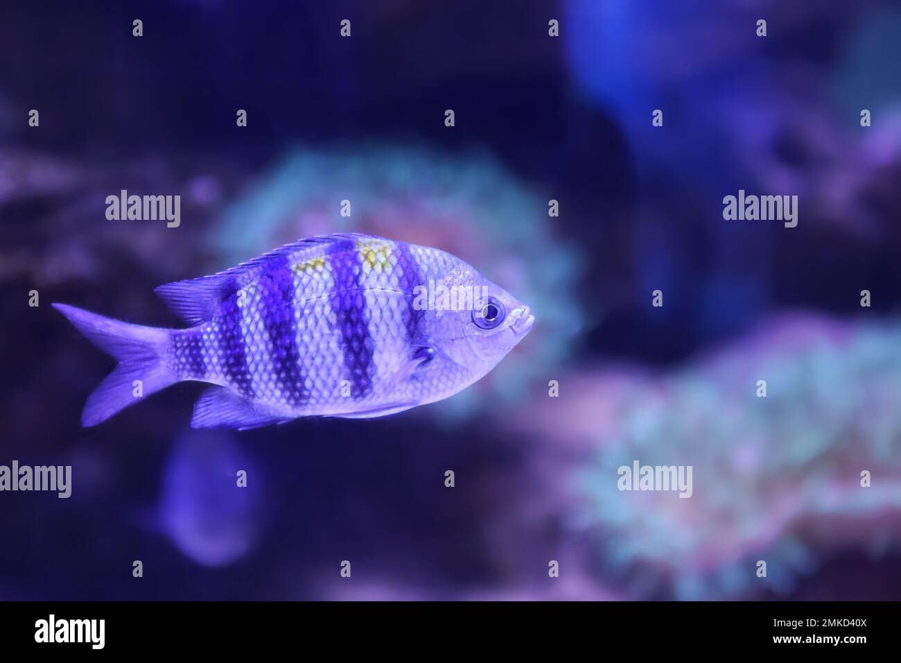 Beautiful sergeant major fish swimming in clear aquarium Stock Photo ...