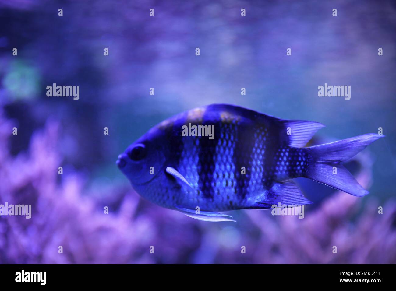 Beautiful sergeant major fish swimming in clear aquarium Stock Photo ...