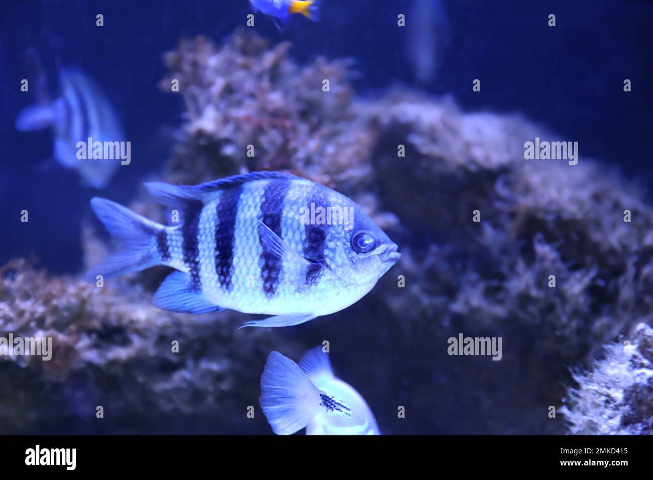 Beautiful sergeant major fish swimming in clear aquarium Stock Photo ...