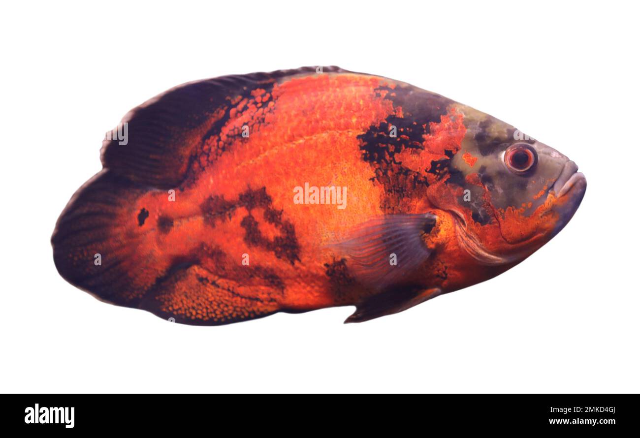 Beautiful bright oscar fish on white background Stock Photo - Alamy